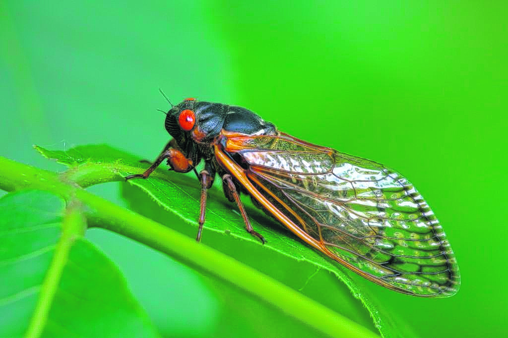 rpbirdman Getty Images