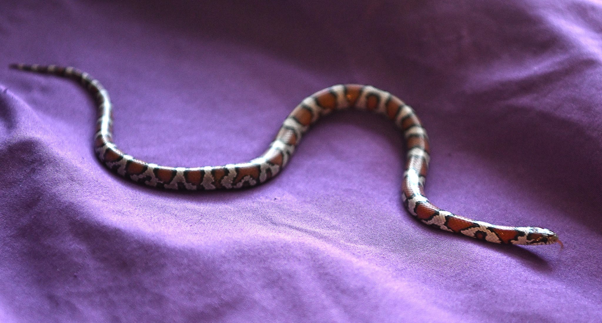 Meet Lottie, Anderson Humane Wildlife’s ambassador snake - Daily Herald ...