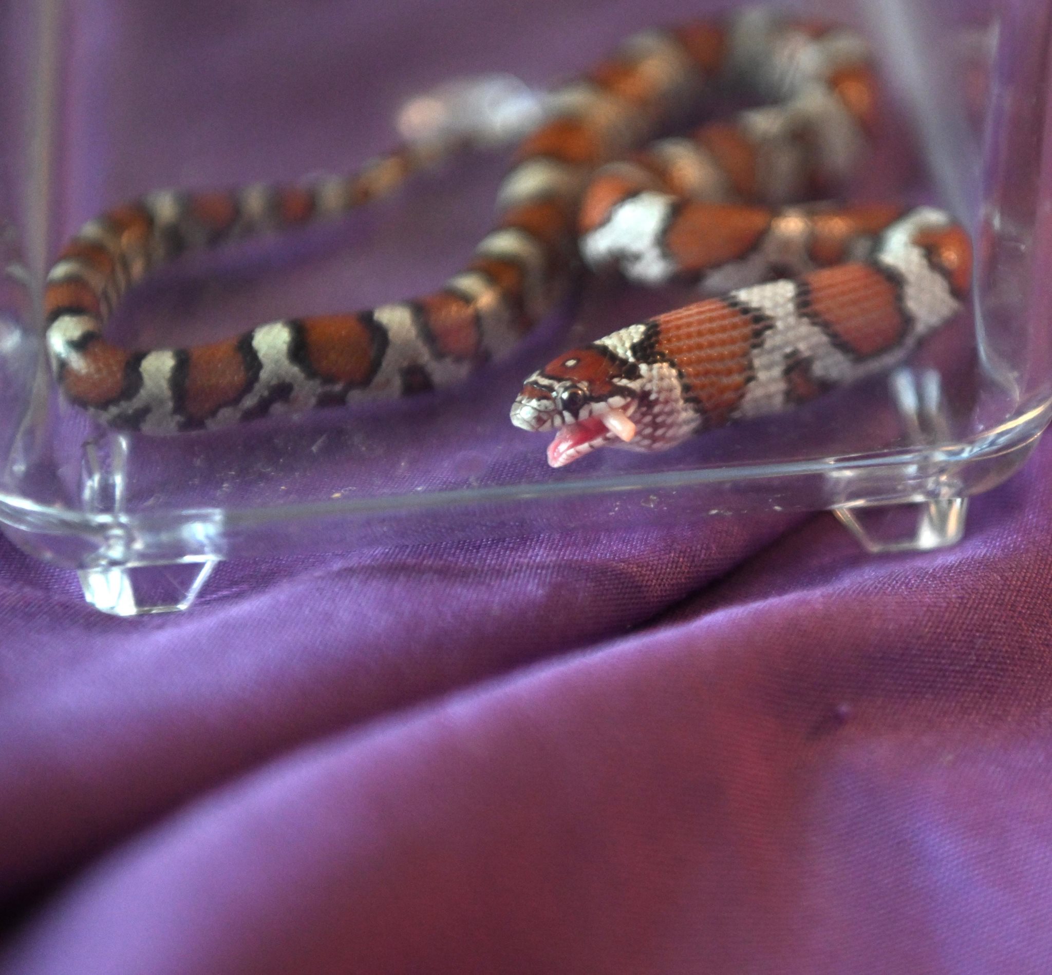 Meet Lottie, Anderson Humane Wildlife’s ambassador snake - Daily Herald ...