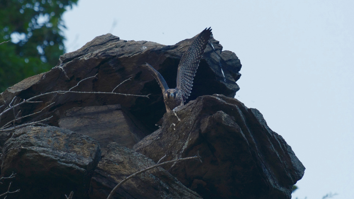 MIDGE FLINN YOST | National Park Service