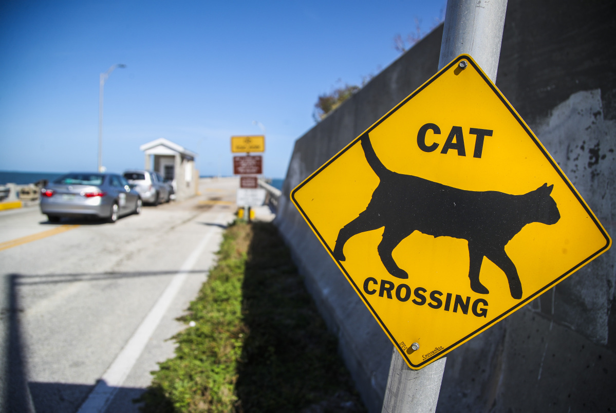 a cat crossing sign hangs near the toll booth at the fishing pier we ...