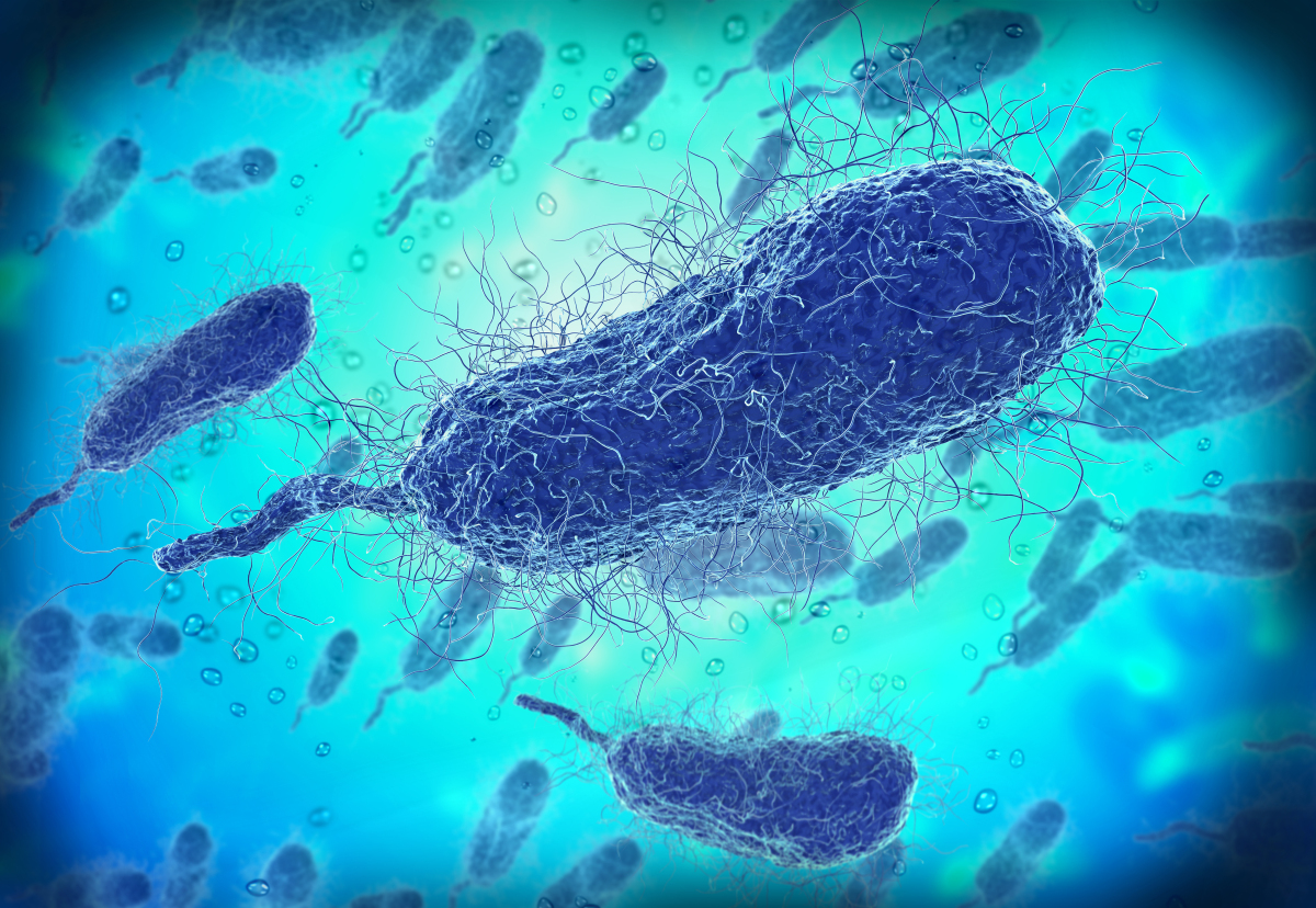 shutterstock a microscopic view of vibrio vulnificus bacteria