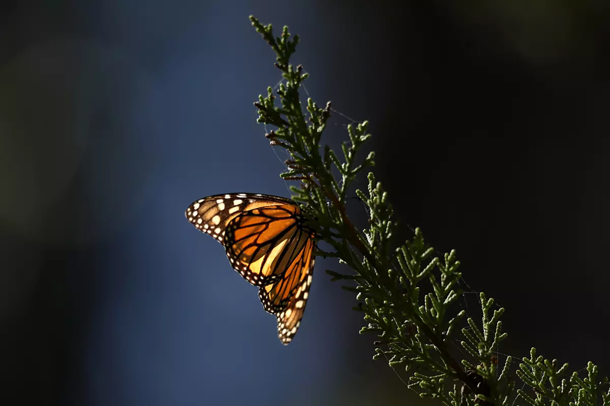 GARY CORONADO | Los Angeles Times/TNS