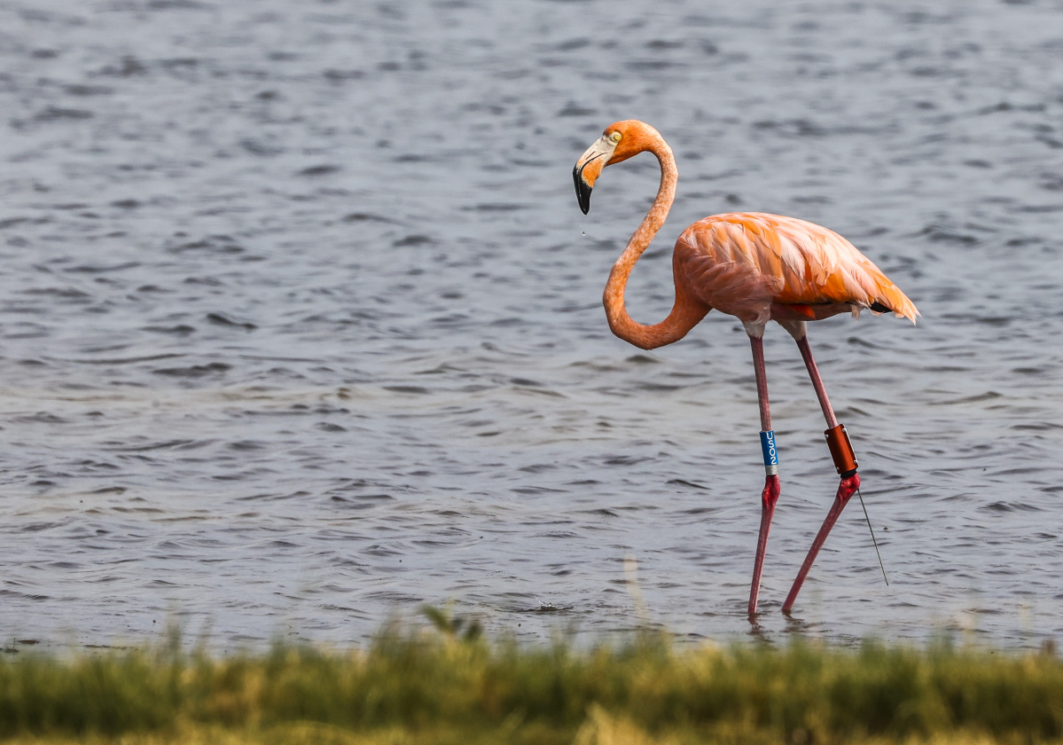 dirk shadd times peaches the flamingo walks along the shallow waters on ...