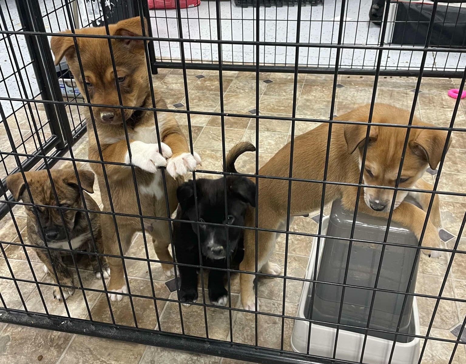contributed turtle mountain animal rescue this litter of puppies was ...